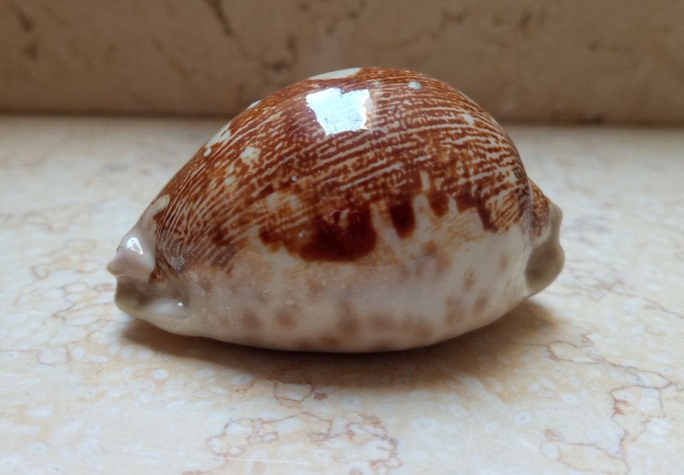 Cypraea mappa rosea red sea shell singularis WOW great pattern rare 81 ...