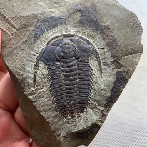 Exquisite Cambrian trilobite fossils | eBay