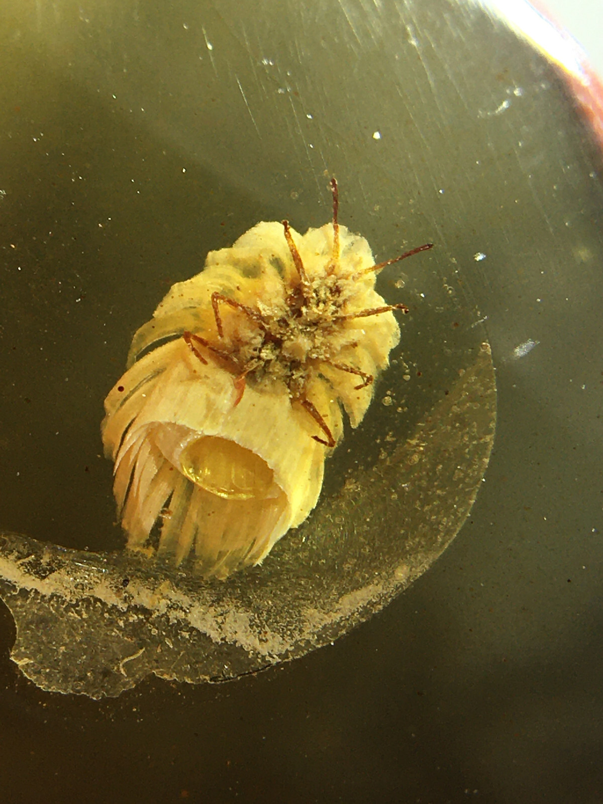 Burmese burmite Cretaceous Two Coccoidea coccid insect fossil amber ...