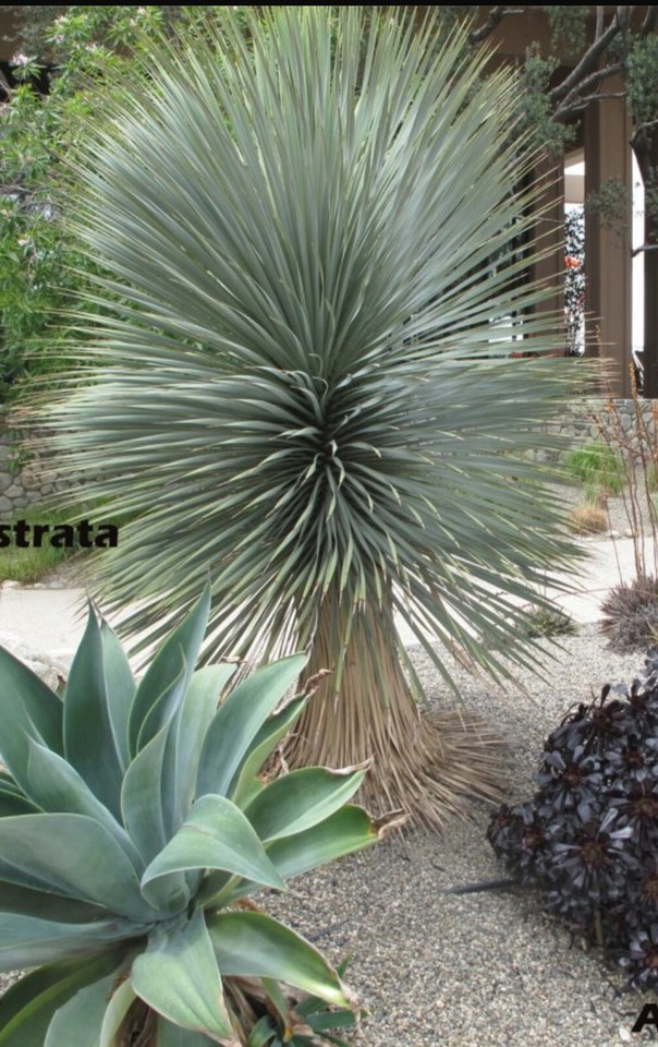 YUCCA ROSTRATA BLUE SWAN 100 CM HIGH SUPPLIED IN A 35 Cm POT | eBay UK