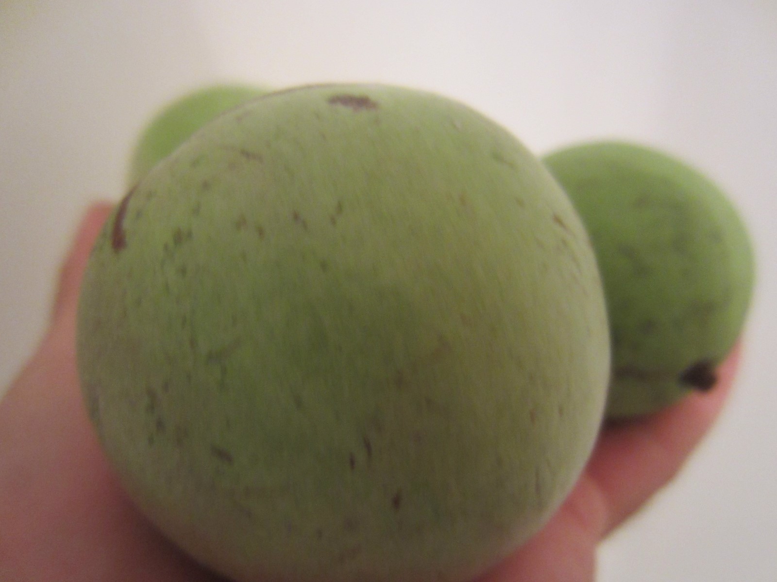 10" WHITE Star Apple Chrysophyllum cainito Tropical Fruit Tree Plant ...