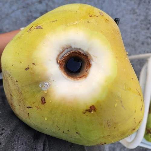 abridor de coco herramienta para abrir cocos incluye bombilla acero ...