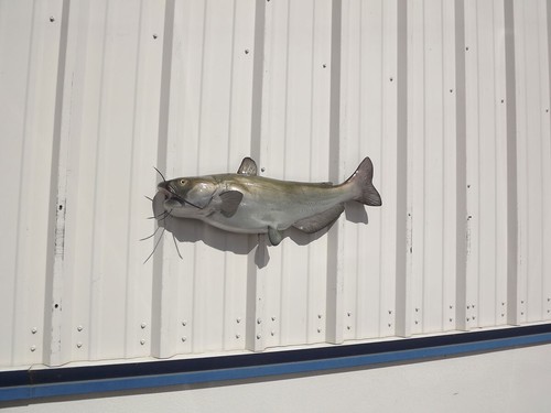 31" Channel Catfish Half Mount Fish Replica - Quick Production | eBay