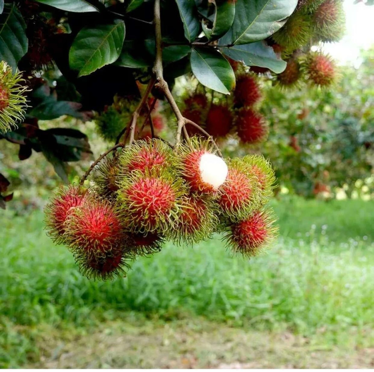 Rambutan Plant Rambutan Tree How To Grow & Care
