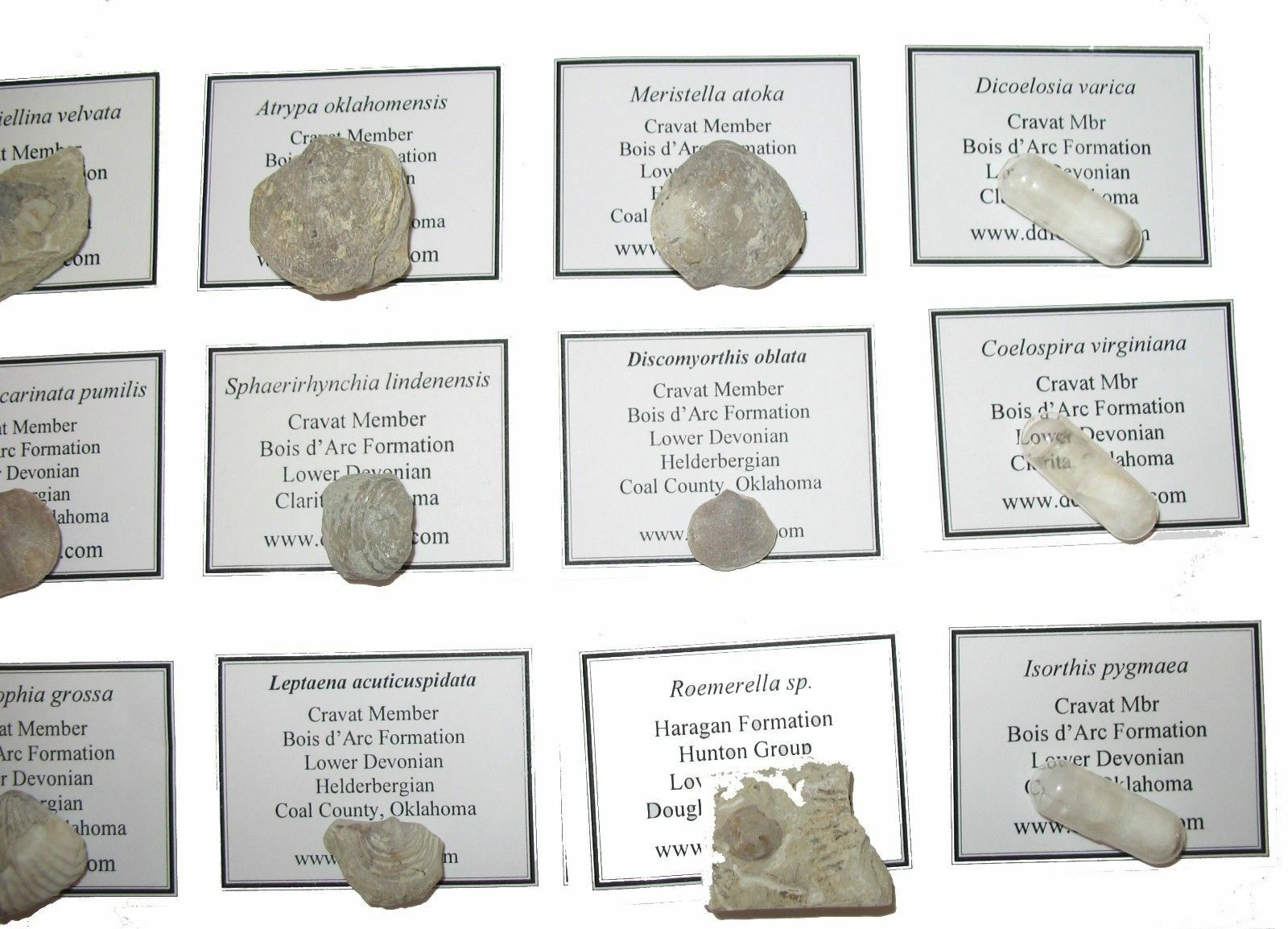 Devonian brachiopod snail coral crinoid fossils Haragan Oklahoma 20 ...