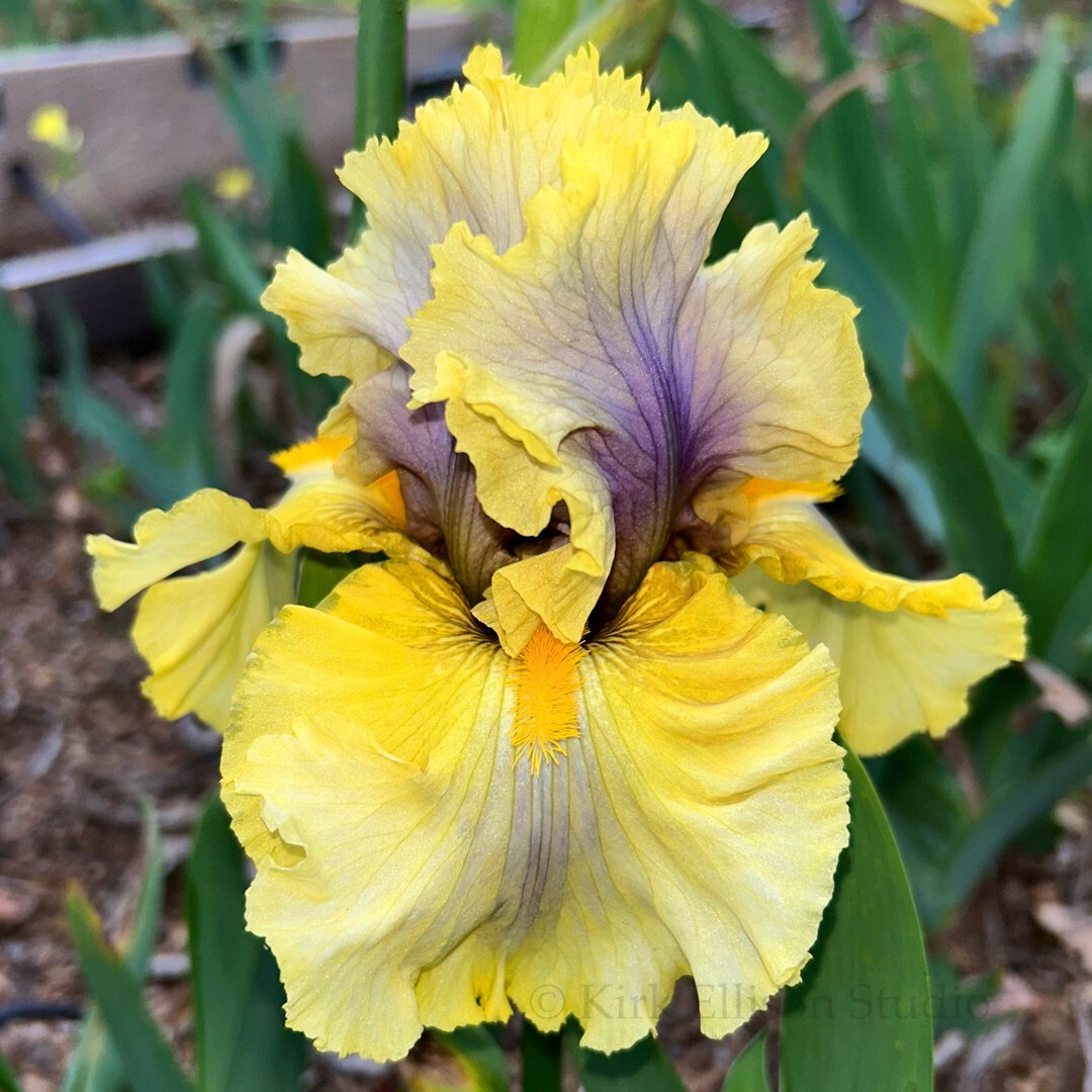 Tall Bearded Iris Rhizome "SECRET RITES" Keith Keppel 2005 AWARD WINNER ...