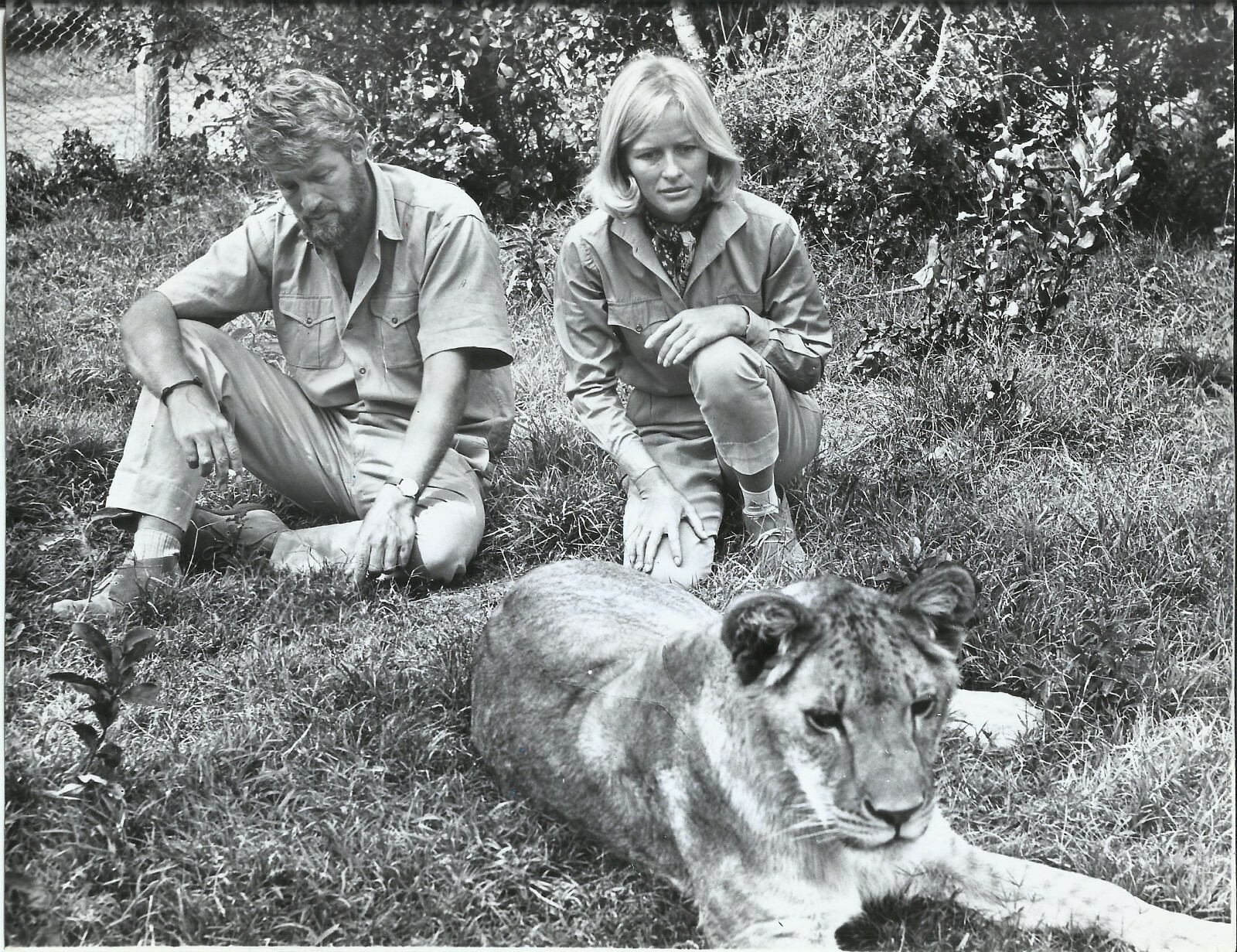 BORN FREE Bill Travers Virginia McKenna & Lion Original CBS Press Photo ...
