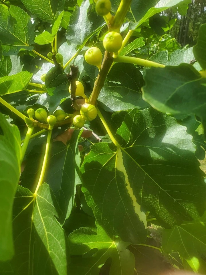 panache tiger fig tree one fresh cutting | eBay