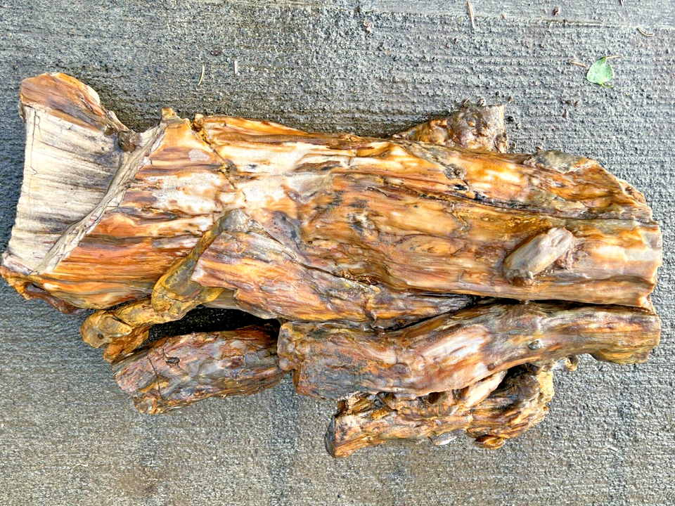 76 lb agatized petrified wood root ball very rare one of a kind ...