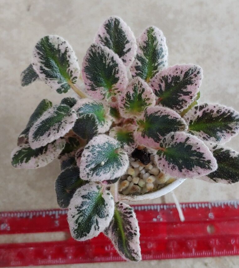 African Violet Plant -- Rowdy Ray ~ variegated girl semi ~ Actual Plant ...