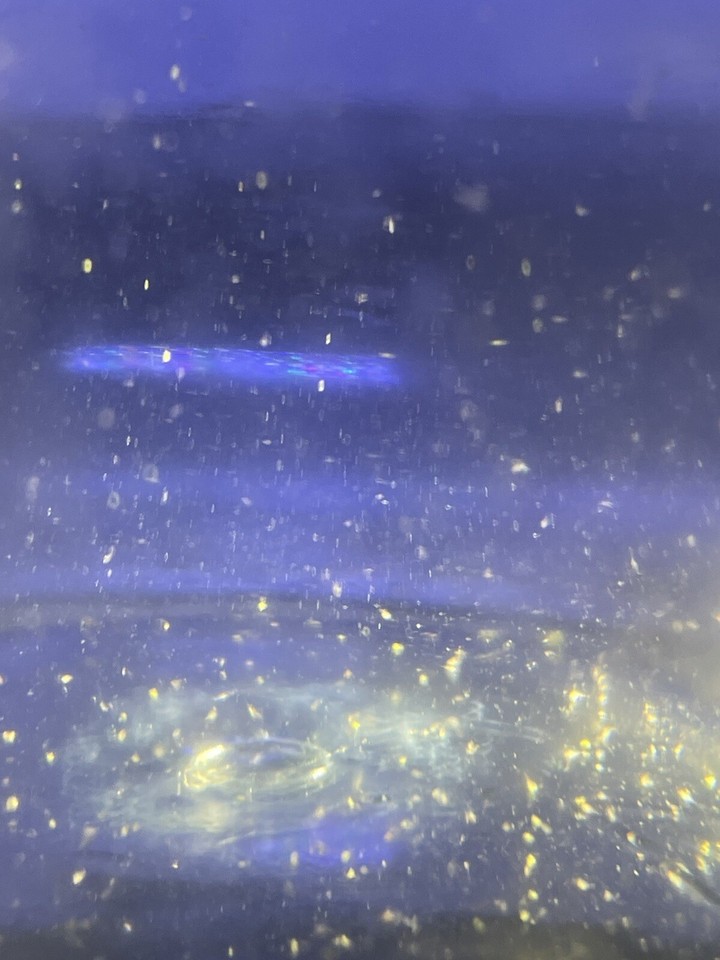 4 BOTTLES OF LIVE COPEPODS TISBE TIGGER APEX PODS AND 2 BOTTLE OF ...