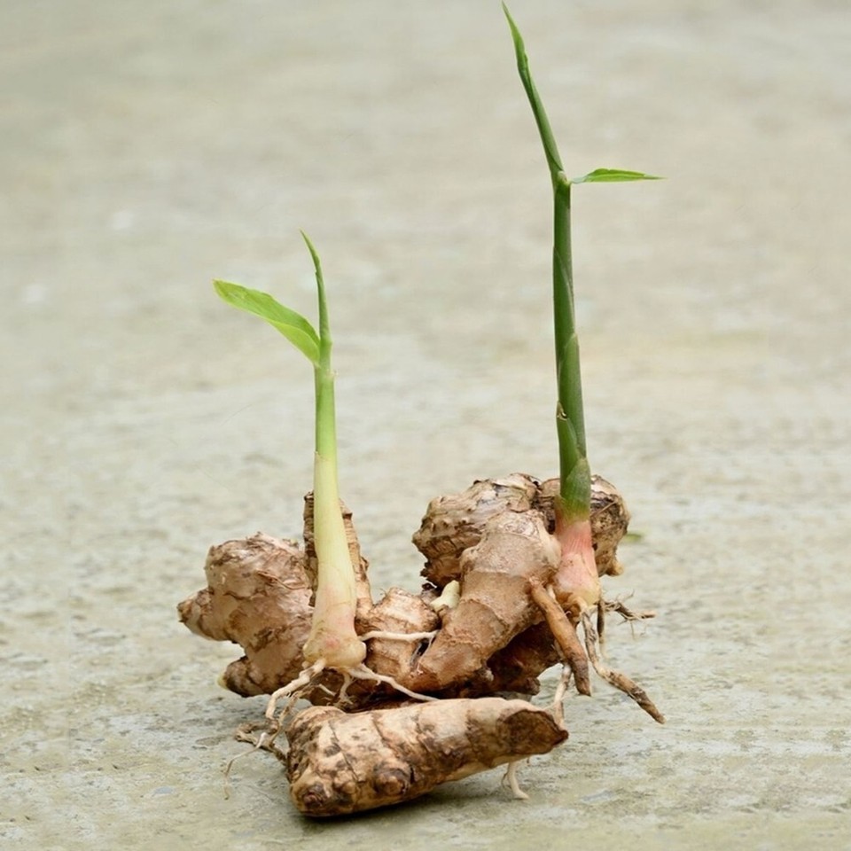 10 Sprouted Ginger live rhizomes Ready To Plant zingiber Healthy plant ...