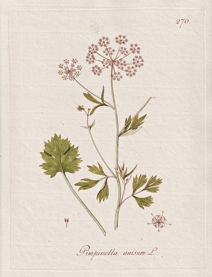 Anise Flower Botany Copperplate 1789 | eBay UK