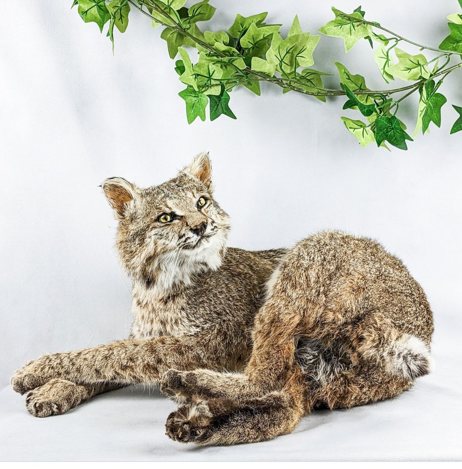 Bobcat Taxidermy Mount Oddities curiosities Collectible cat display ...