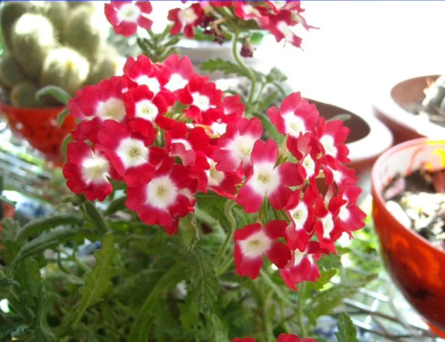 White Verbena Flower