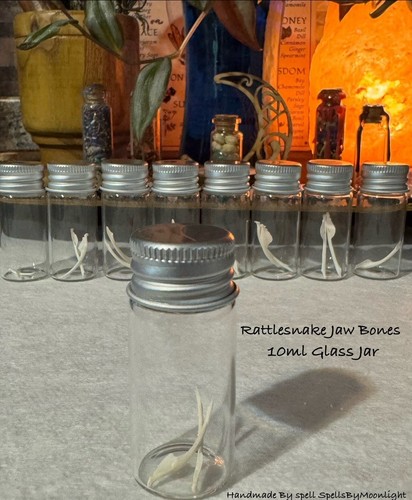 Real Rattlesnake Jaw Bones Curiosity Jar | eBay