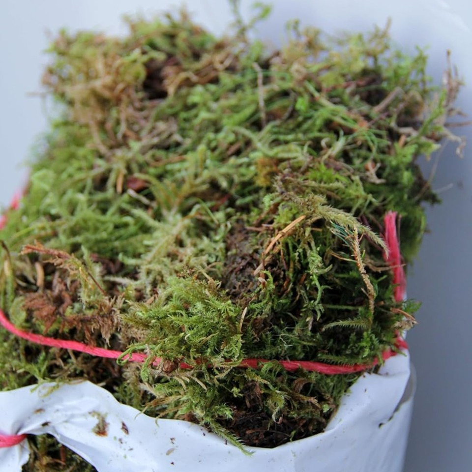 Sphagnum Moss - Live Fresh Moss for Gardening, Baskets, Wreaths ...