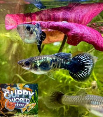 1 TRIO - Live Aquarium Guppy Fish High Quality - Purple Dragon | eBay