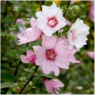 Tree Mallow Lavatera x Clementii 'Barnsley' | Semi-Evergreen Shrub ...