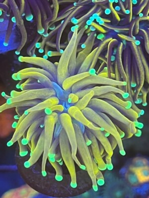 Gold Torch - Reef Kingdom Coral salt water tank WYSIWYG | eBay