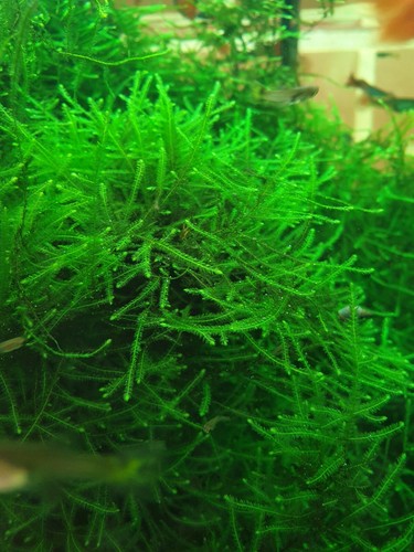 Java Moss Live Aquarium Plants for Fish / Shrimp Tank 7cm × 7cm | eBay
