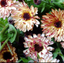 Calendula SUNSET BUFF Pink Double Blooms Bi-Colored Heirloom Non-GMO 50 ...