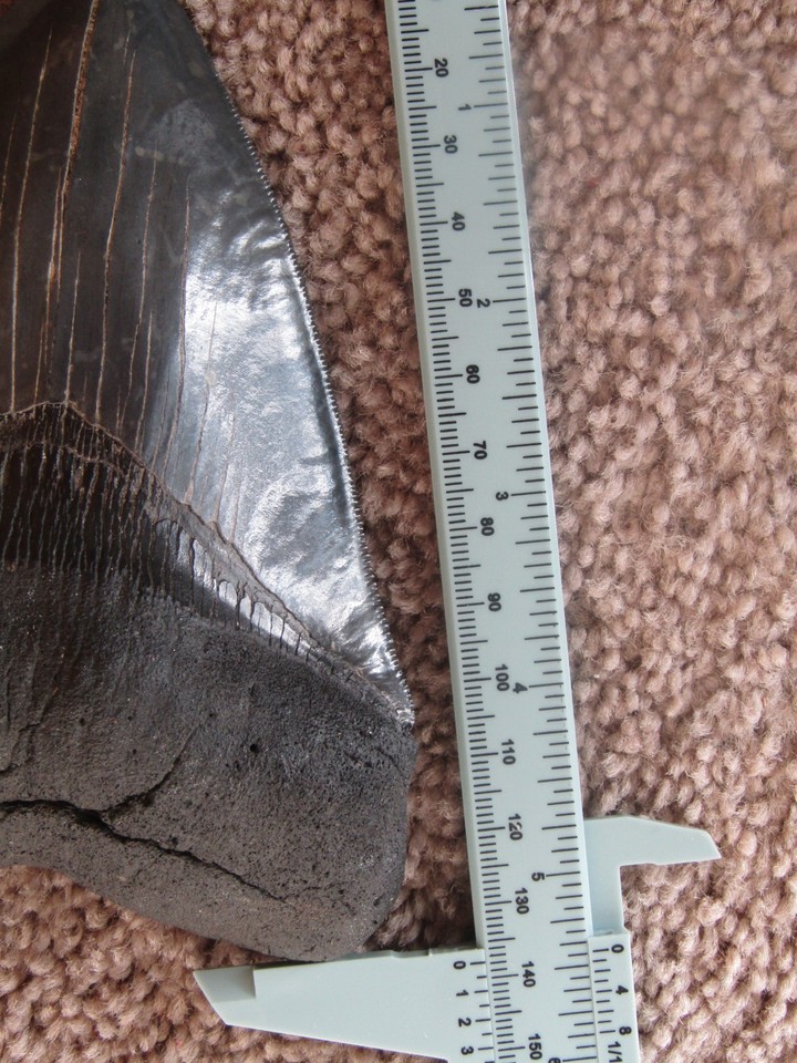 5.3 Inch Megalodon (Carcharodon Megalodon) Tooth, Black with Serration ...