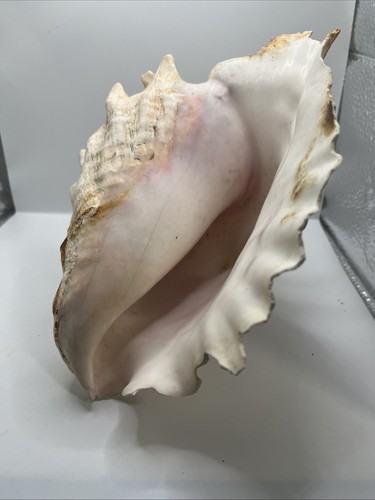 Vtg QUEEN CONCH Real Sea Shell LARGE Authentic 10”x 7" x 6” Beach Decor ...