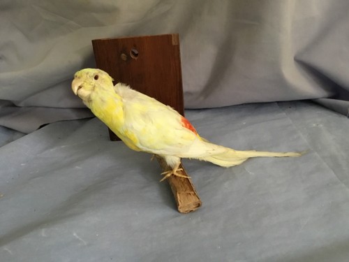 Taxidermy Red Rump Parrot | eBay