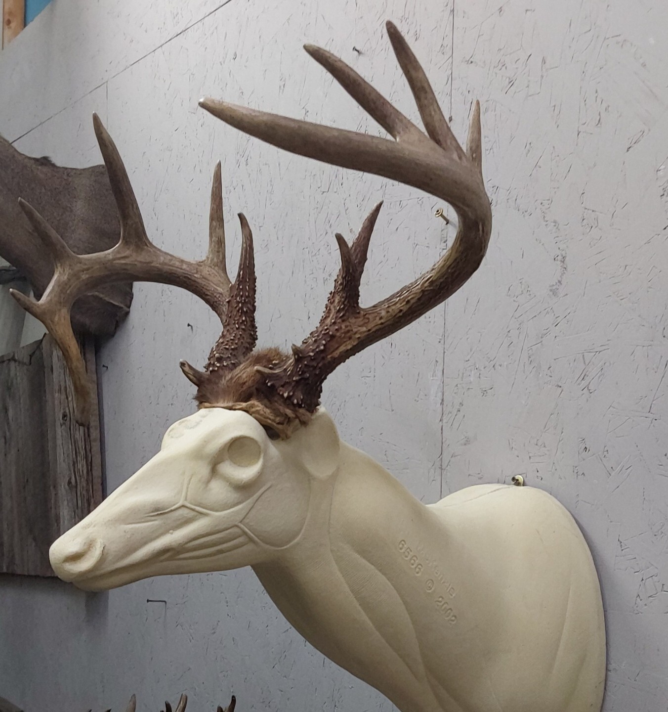 HUGE 157 MINNESOTA DEER DROP TINE ANTLERS TAXIDERMY MOUNT HORNS SHED HUGE 157 MINNESOTA DEER DROP TINE ANTLERS TAXIDERMY MOUNT HORNS SHED