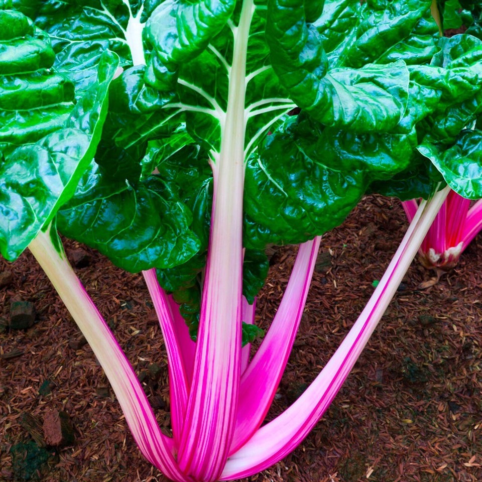 Pink Lipstick Swiss Chard Seeds 50 Ct Vegetable Garden Heirloom USA NON ...