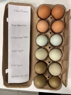 12 hatching eggs chicken barnyard mix | eBay