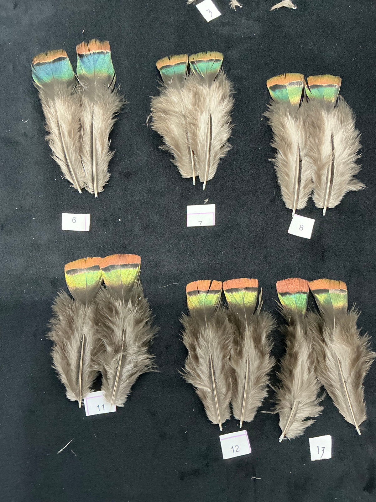 Ocellated Turkey lower back feathers | eBay