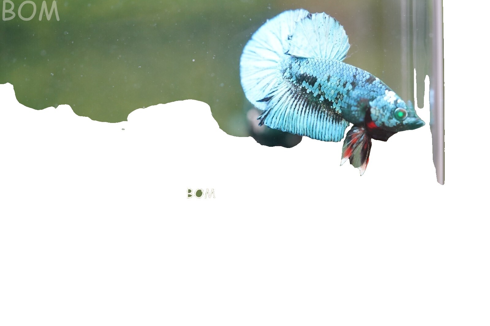 Rare Betta Fish | eBay