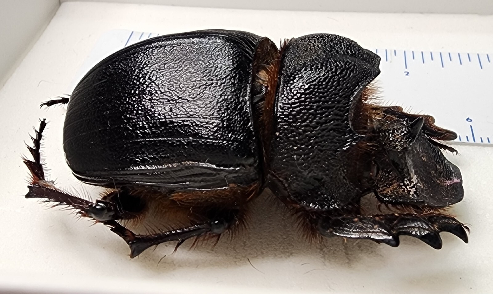 Scarabaeidae Heliocopris andersoni 52.07mm Female Zimbabwe K5 Africa ...
