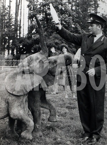 Vintage Press Photo Two new arrivals at Whipsnade Zoo, print 20x15 cm ...