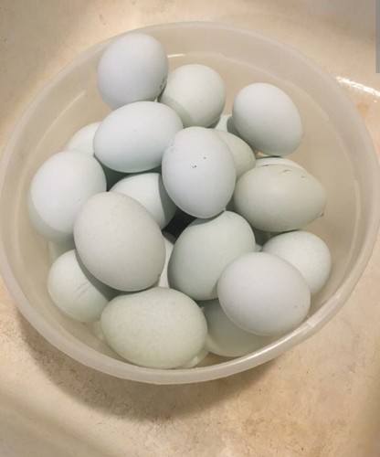 10+ Easter Egger Hatching Eggs | eBay