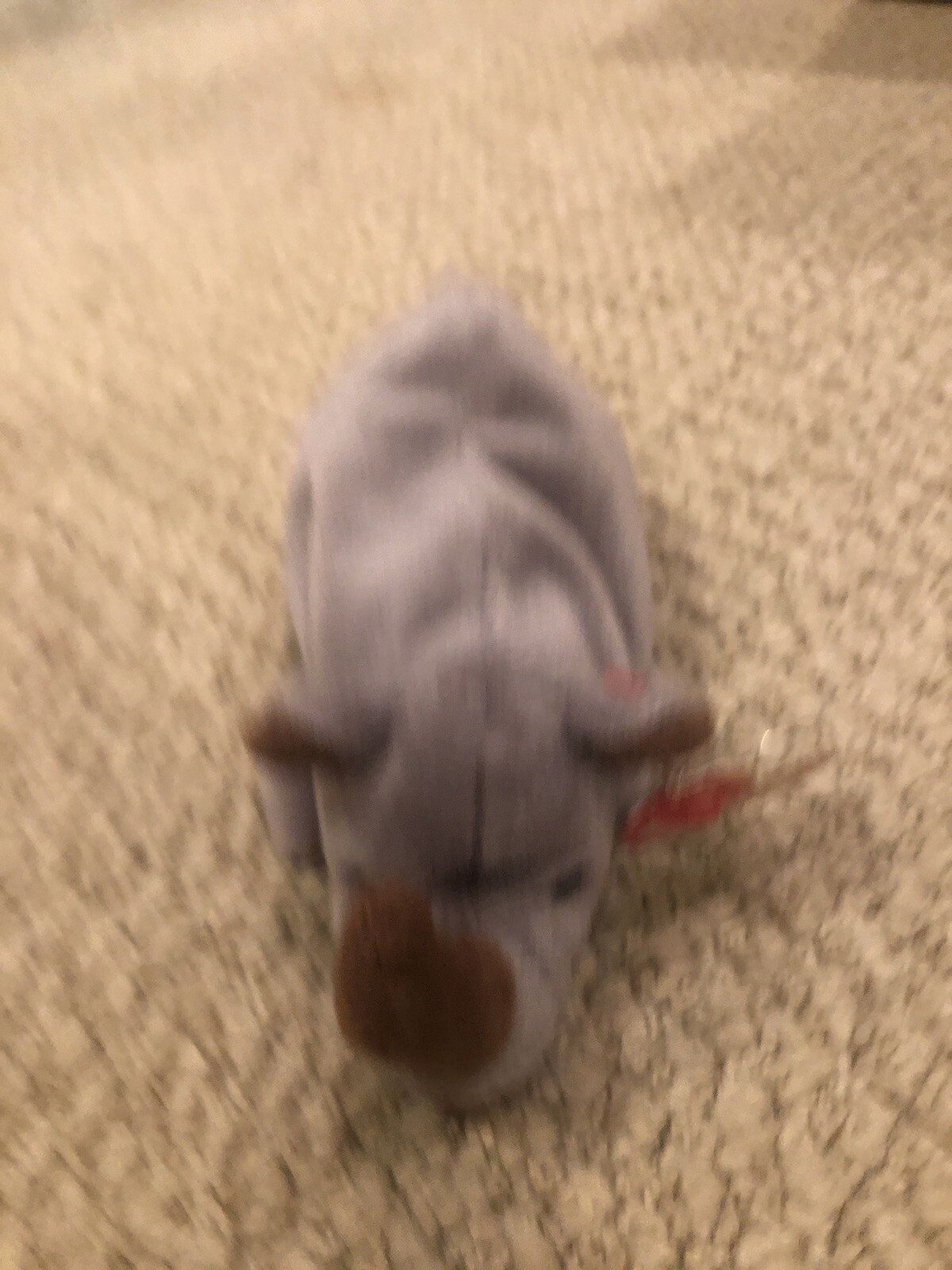 Spike The Rhinosaurus Beanie Baby | eBay