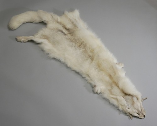 Ranch Blue Shadow Fox Fur Pelt-Tanned | eBay