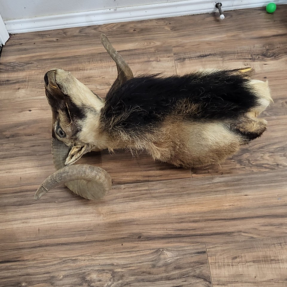 Beautiful Corsican Ram Sheep Shoulder Mount Taxidermy Antlers Horns | eBay