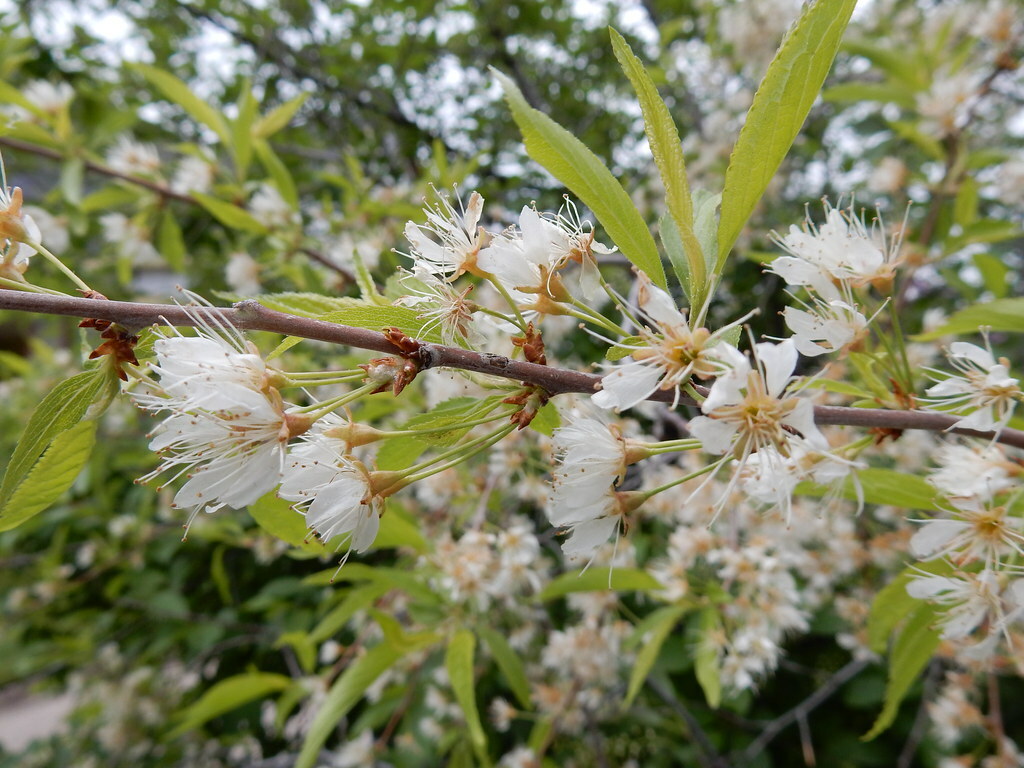 Prunus Emarginata Tree