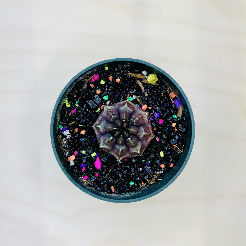 Gymnocalycium daydream Rare Succulent Live Plant Live Succulent Cactus ...