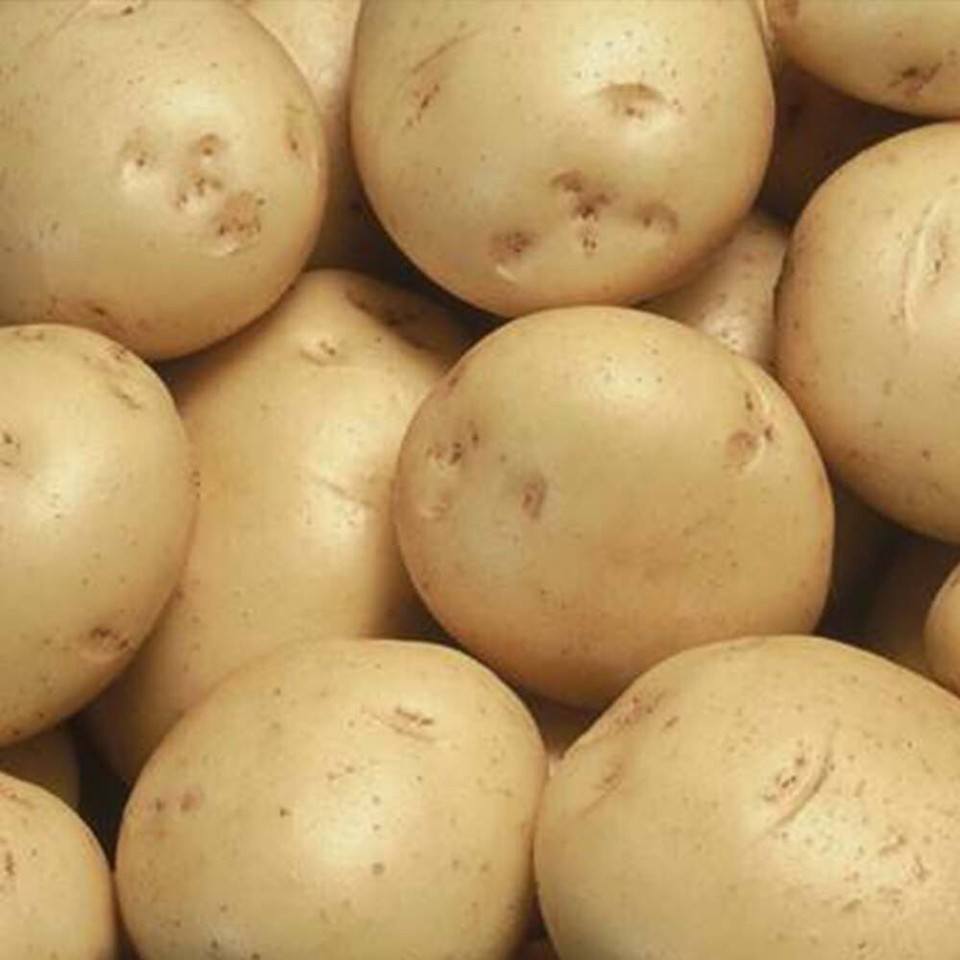 Certified Seed Potatoes -Scottish Basic Seed Potatoes X12 Tubers for ...