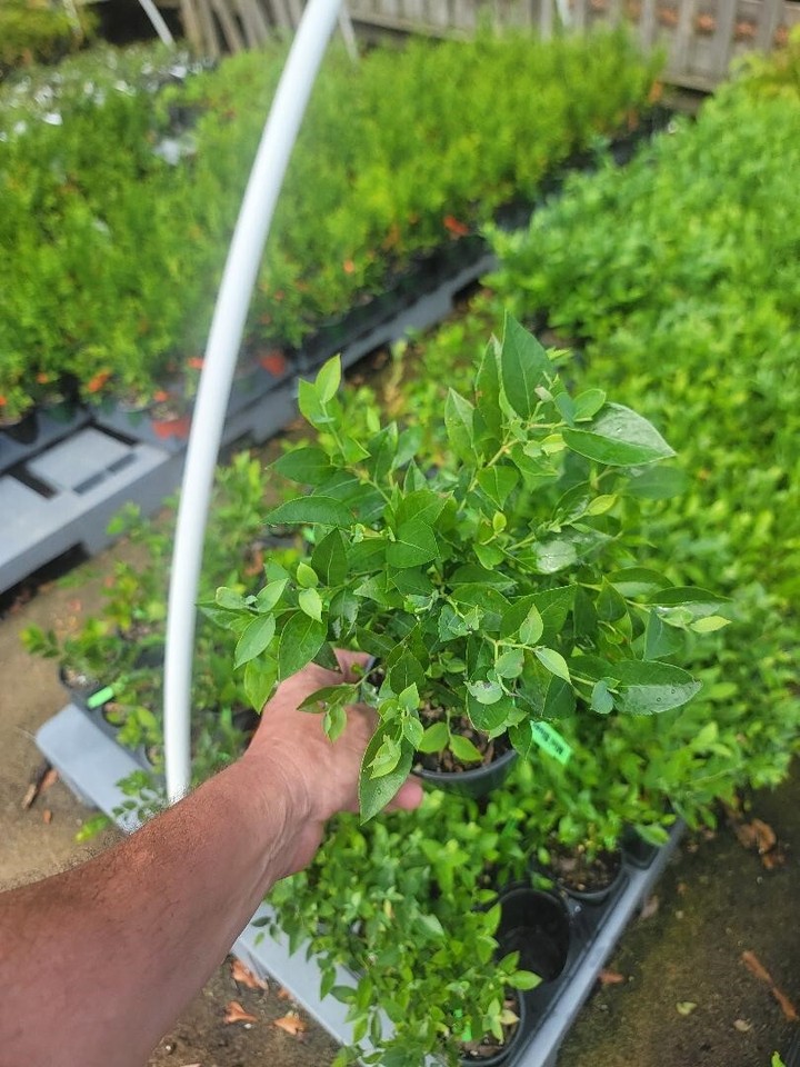 Mini Blues Blueberry Bush - Live Plant - ( 1 QT ) | eBay