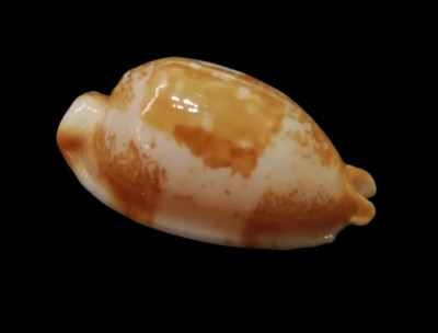 Conchiglia Shell CYPRAEA STOLIDA KWAJALEINENSIS Isole Marshall 24,2 mm ...