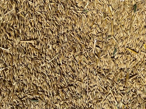 25kg Pferdehafer Hafer Futterhafer Pferdefutter Nagerfutter direkt vom ...