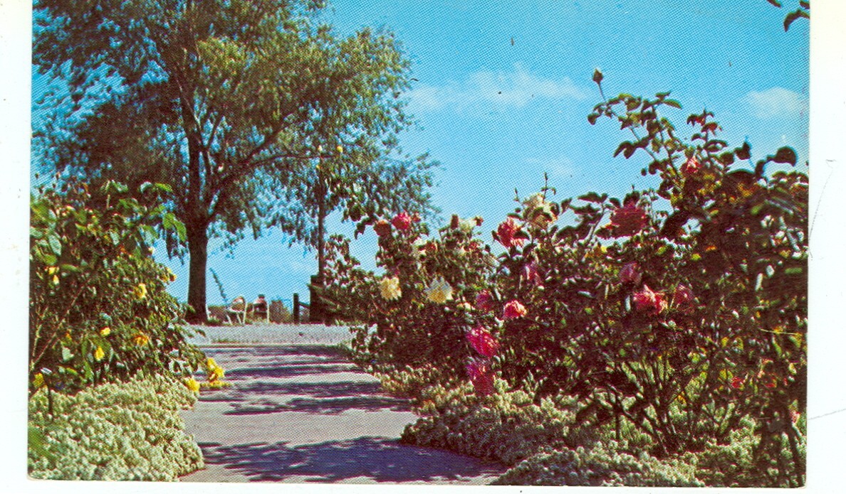 VALPARAISO,INDIANA-STRONGBOW TURKEY FARM/INN-ROSES-#98188-(IN-V) | eBay