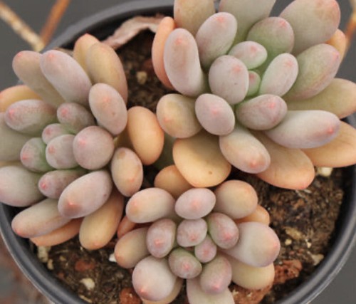 Pachyphytum Venus Cutting -succulent A Rarer Find | eBay Australia