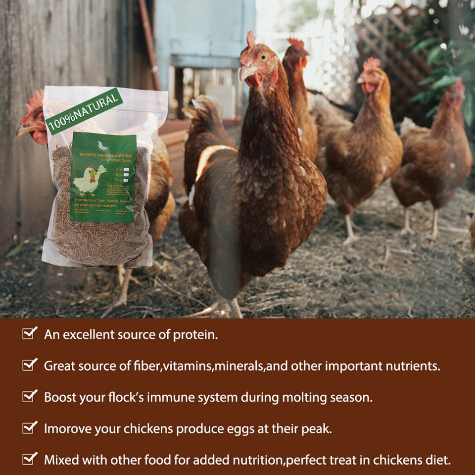 Lot Bulk Dried BSF Mealworms for Wild Birds Food Chickens Hen Fish ...
