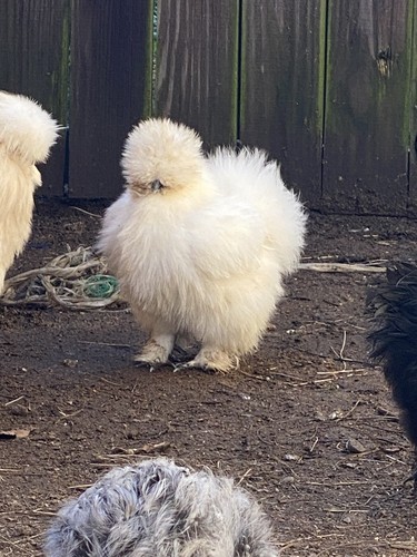 6 Bearded/Crested Show Quality Fertile Silkie chicken hatching eggs | eBay